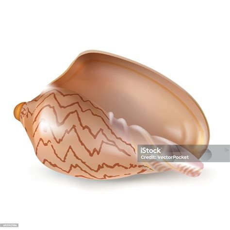 벡터 일러스트 레이 션 배지 스티커 현실적인 스타일 조개 3차원 형태에 대한 스톡 벡터 아트 및 기타 이미지 3차원 형태 껍데기 단일 객체 Istock