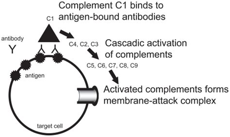 Schematic Diagram Of Cdc Cdc Is A Cytolytic Cascade Mediated By A