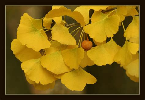 Seed Plant Identification Flashcards Quizlet