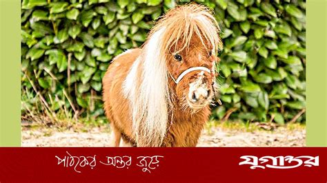 বিশ্বের সবচেয়ে ছোট ঘোড়া ‘পুমুকেল