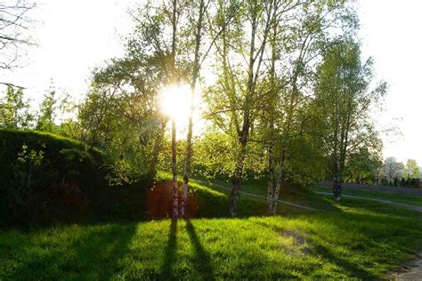 Can You Make Trees Grow Faster Gardenia Organic