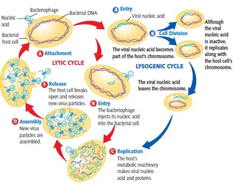 Bacteria Multiplying