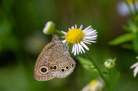 ヒメウラナミジャノメ 虫の写真と生態なら昆虫写真図鑑ムシミル