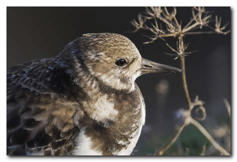 Untitled Anthony Boucher Flickr