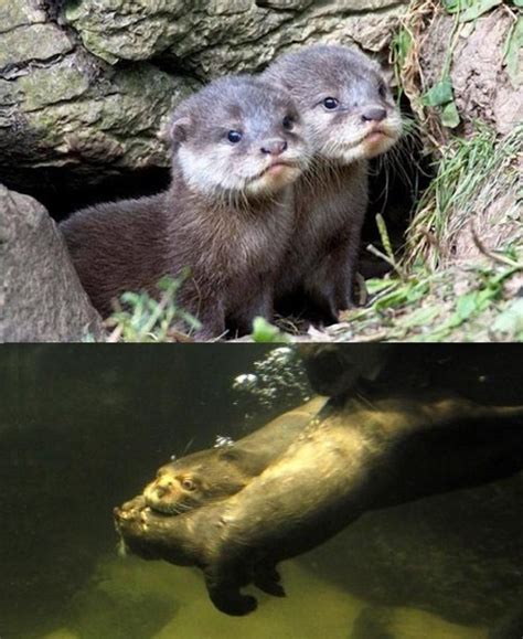 巨獺 Giant River Otters 虎婆 小肉球 的部落格 Udn相簿