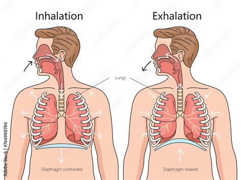 Poster Inhalation And Exhalation Process Respiratory System Frontal View Structure Diagram Hand