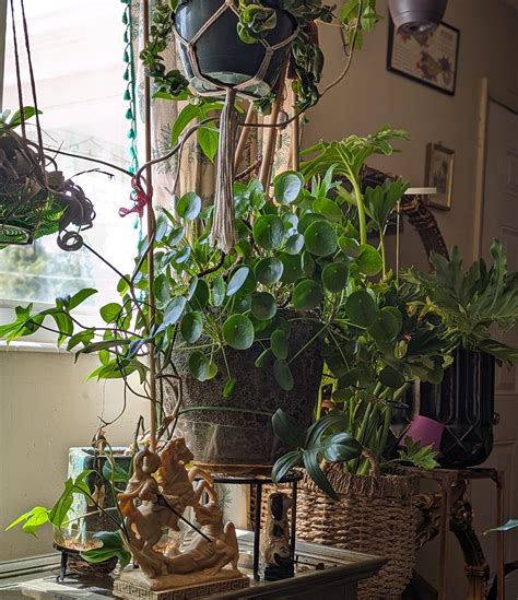 Shes My Favorite R Houseplants