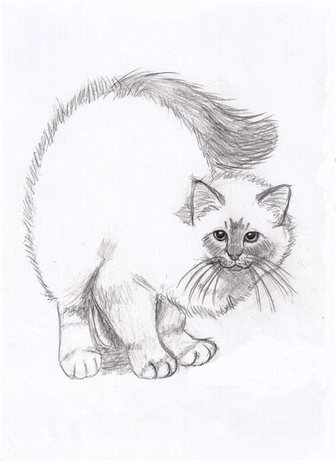 The Birman Cat Drawing By Anmainka