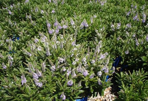 Hebe Wiri Image Guildford Garden Centre