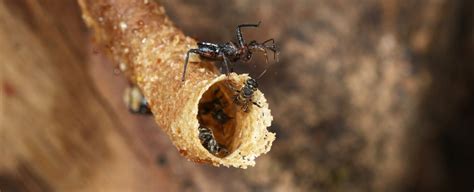 Assassin Bugs Scientists Reveal How A Deadly Insect Manipulates Its