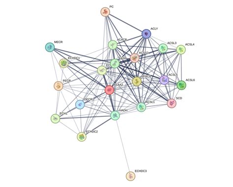 Pathcards Fatty Acid Biosynthesis Pathway And Related Pathways