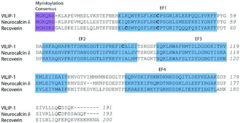 Amino Acid Sequence Alignment Of Vilip 1 And Selected Ncs Proteins The Download Scientific