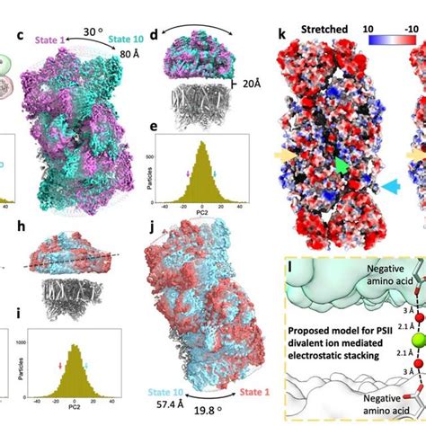 Heterogeneity Electrostatic Interactions And Model For Psii Stacking