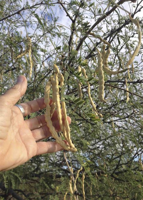 Mesquite Milling Maniaat Mission Garden Savor The Southwest