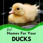300 Good Duck Names For Your Backyard Flock Life Is Just Ducky