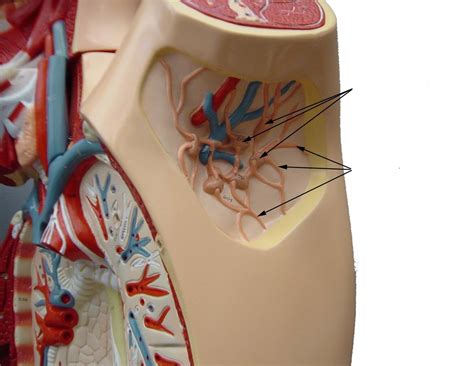 Axillary Nodes Diagram Quizlet