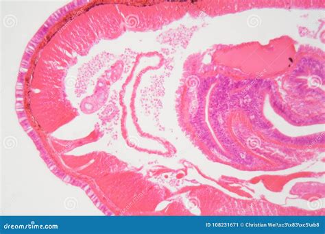 Section Of An Earthworm Under The Microscope Stock Image Image Of