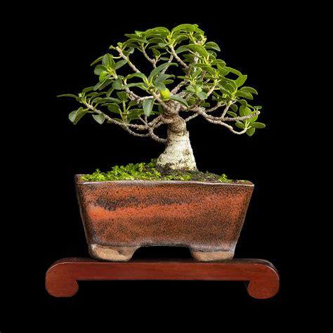 Bonsai De Ficus Hoja Micro O Burtt Davyi Hutchinson De 12 Años Y Altura