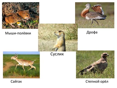 Природная зона степей презентация онлайн
