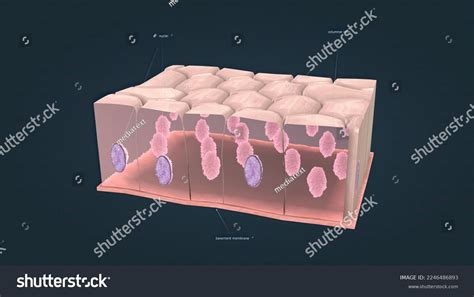 Simple Columnar Epithelium Single Layer Columnar ภาพประกอบสต็อก 2246486893 Shutterstock