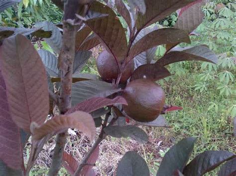 Informasi Pendukung Khasiat Dan Manfaat Jambu Biji Ungu