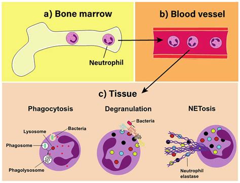 Neutropenia In Pediatric Oncological Patients IntechOpen