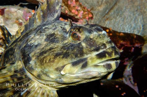 Cabazon Portrait Scorpaenichthys Marmoratus 09836