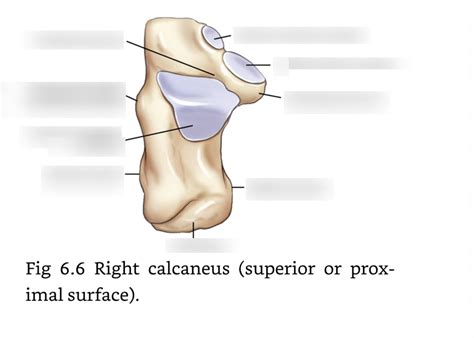 Right Calcaneus Diagram Quizlet