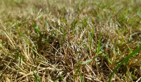 How To Use Sod To Patch Your Lawn Sodlawn