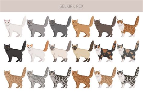 Selkirk Rex Cat All Coat Colors Royalty Free Vector Vectorstock