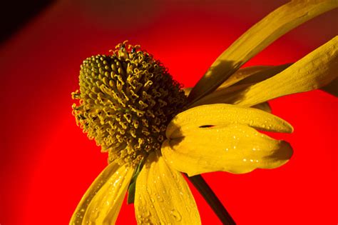 Unblown 노란 Gerbera 데이지 근접 촬영 거베라데이지에 대한 스톡 사진 및 기타 이미지 거베라데이지 검은색 꽃 나무 Istock