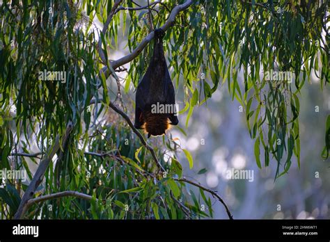 Catching Some Rays Stock Photo - Alamy