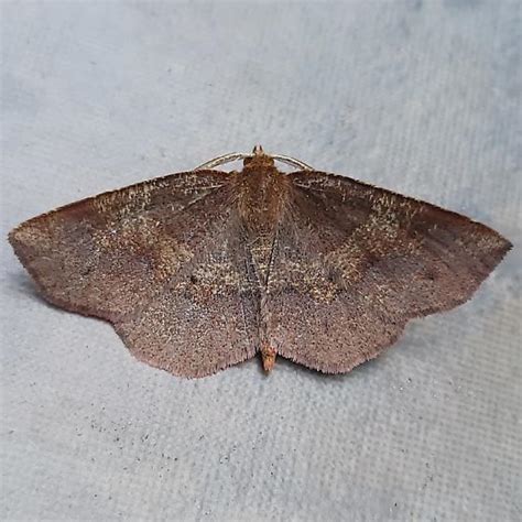 Metarranthis Angularia Bugguide Net