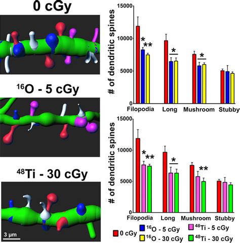 Differential Radiosensitivity Of Dendritic Spines Representative