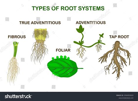 Monocot Fibrous Root