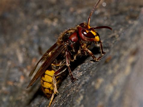 Queen Hornet Identification