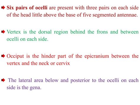 5 Chapter Morphology And Anatomy Of Sw Sps Commercially Exploited Breeds Of Sw PPTX