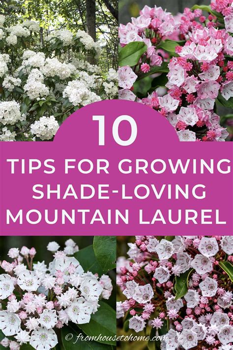 Best 13 What You Should Know About Mountain Laurel Plant Artofit