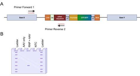 Engineering Oncogenic Heterozygous Gain Of Function Mutations In Human Hematopoietic Stem And