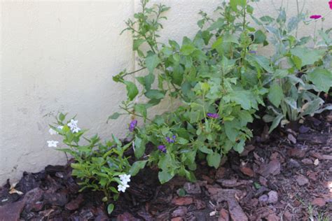 New Acquisition Solanum Jasminoides The Gardening Blog