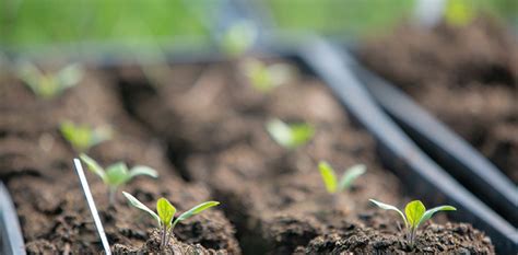 Boulder Jtree Spring Update Boulder Jewish News