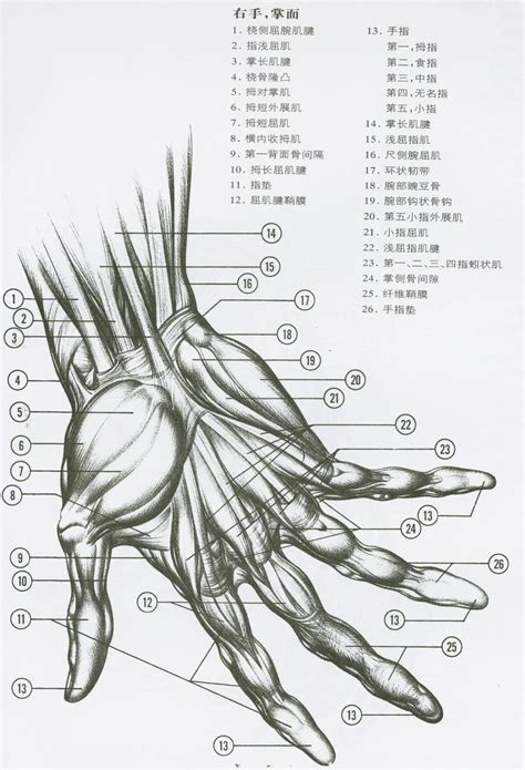 手部肌肉骨骼解析图