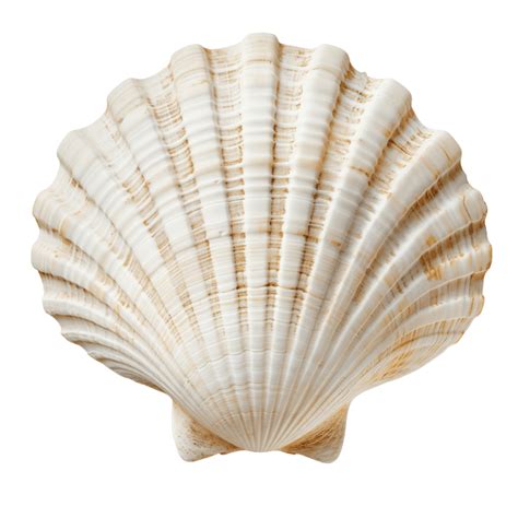 Sea Shells Pngs For Free Download