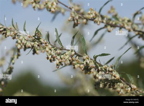 Common wormwood hi-res stock photography and images - Alamy