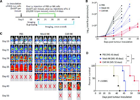 Nkg2d Car Nk Cells Display Antitumor Effects In Vivo A Schematic