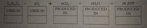 Biology Unit 3 Quiz 1 Diagram Quizlet