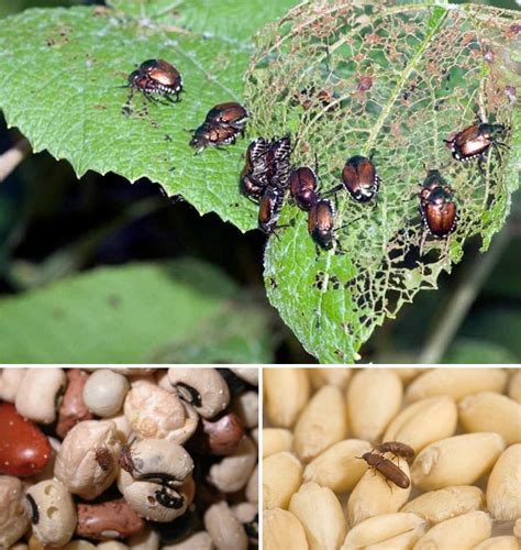 Stored Product Pests Gs Gill Research Institute