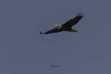 Surprise Bald Eagle Backcountry Gallery Photography Forums