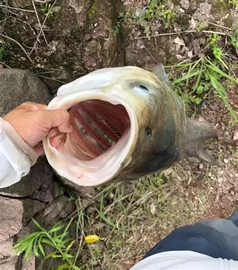 秋天還能連杆釣鰱鱅記住這3招每次都比別人釣得多 每日頭條
