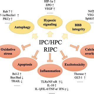 Molecular Mechanisms Of IPC HPC RIPC Treatment Various Critical Download Scientific Diagram